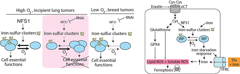 Publications | Richard Possemato | NYU Langone Medical Center | New ...